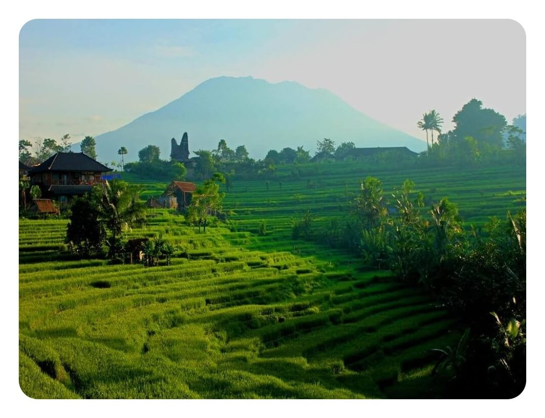 indonesia.bertwinkelbuiter.nl - Rijstplantages